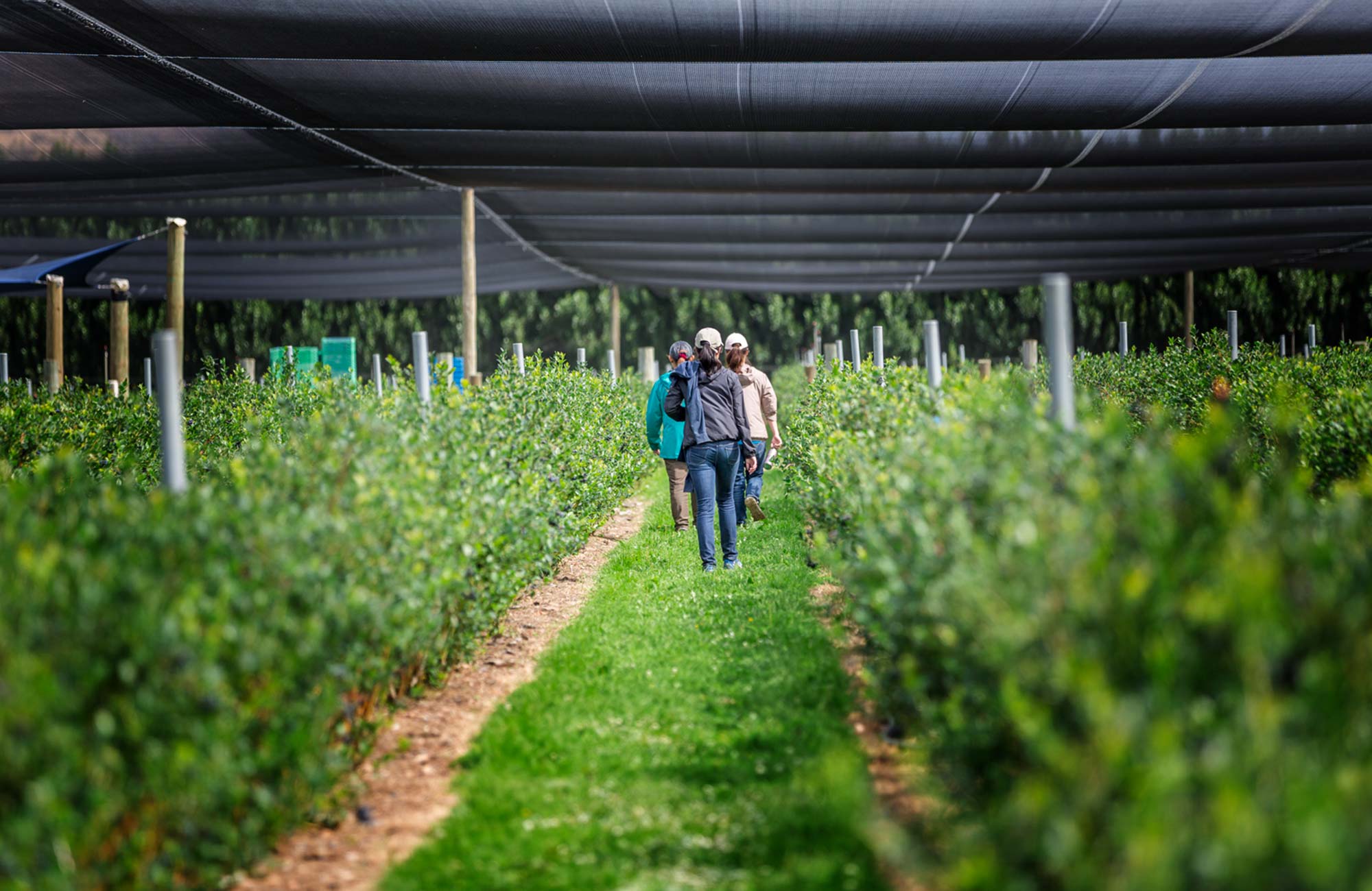 New Zealand fresh fruit and vegetables